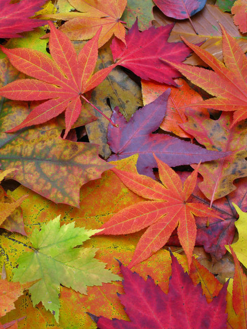 Colorful Autumn Leaves Pictures Photos And Images For Facebook 