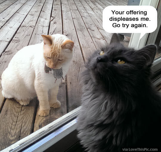 Snobby Cat Pictures, Photos, and Images for Facebook, Tumblr, Pinterest, and Twitter