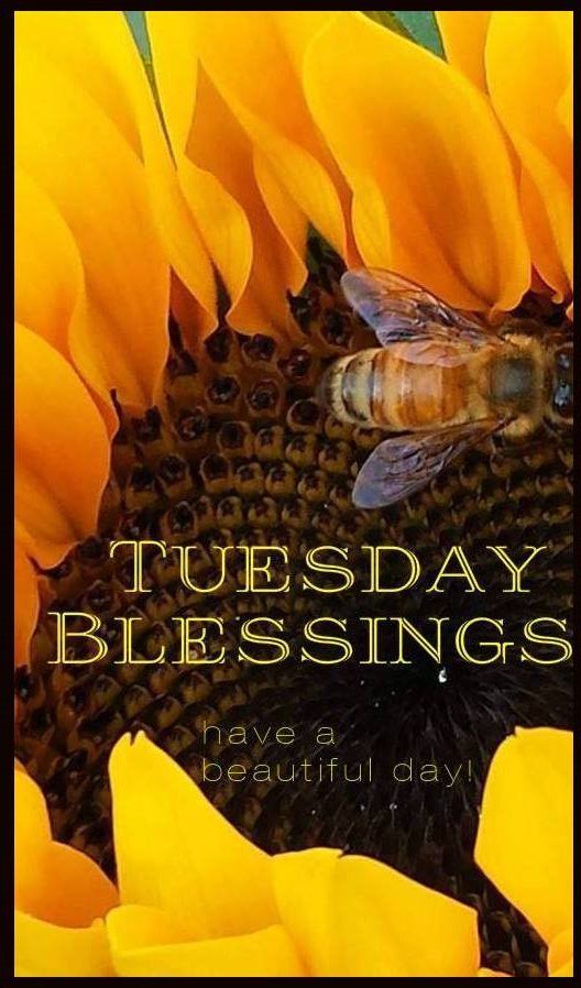 Honey Bee Tuesday Blessings Pictures, Photos, and Images for Facebook, Tumblr, Pinterest, and ...