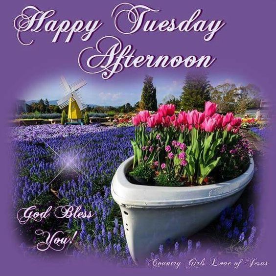 Happy Tuesday Afternoon Pictures, Photos, and Images for Facebook, Tumblr, Pinterest, and Twitter