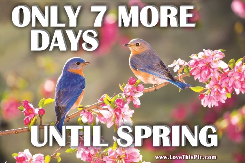 Only 7 More Days Until Spring Pictures Photos And Images For Facebook 