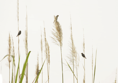 The Breeze Pictures, Photos, and Images for Facebook, Tumblr, Pinterest ...