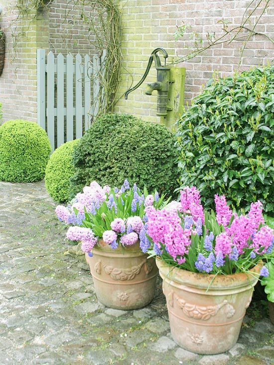 Spring Containers With Hyacinth Bulbs Pictures, Photos, and Images for ...
