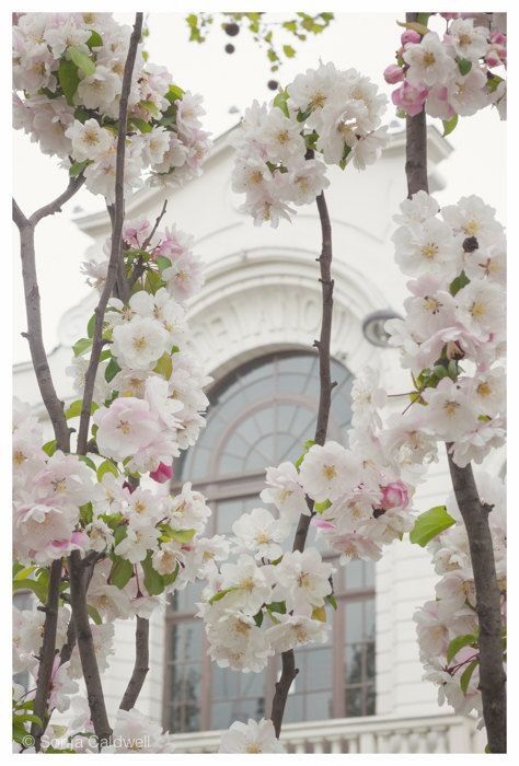 Spring Blossoms Pictures, Photos, and Images for Facebook, Tumblr ...