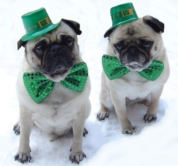 St. Patrick's Day Pugs Pictures, Photos, and Images for Facebook ...