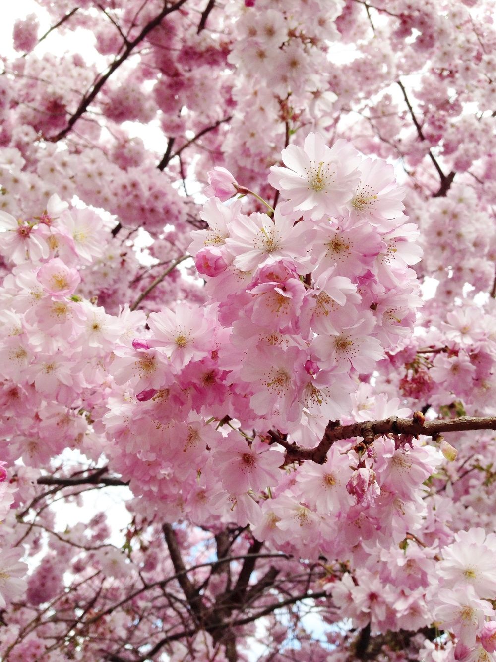 Pink Spring Blossoms Pictures, Photos, and Images for Facebook, Tumblr ...