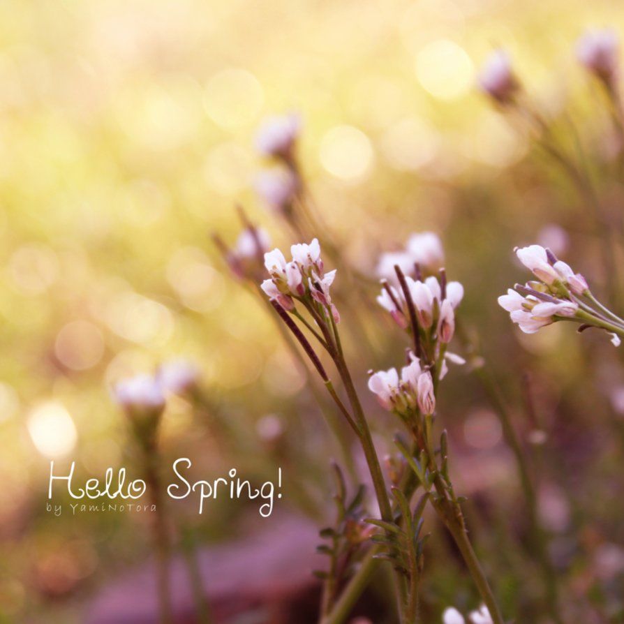 Hello Spring Pictures, Photos, and Images for Facebook, Tumblr ...