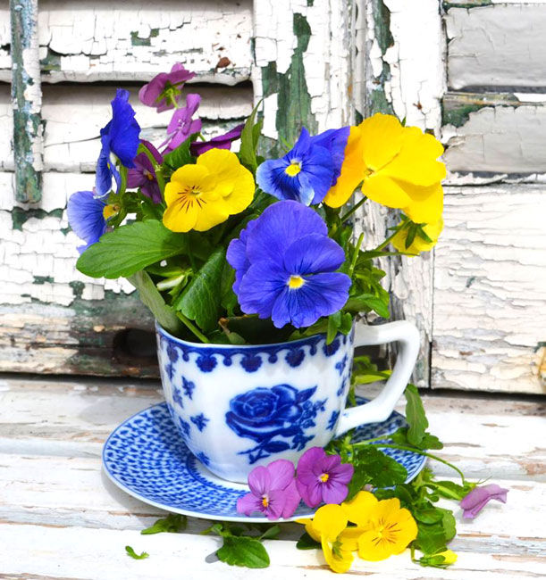 Spring Pansies Pictures, Photos, and Images for Facebook, Tumblr ...
