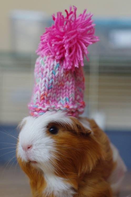 Guinea Pig Hat Pictures, Photos, and Images for Facebook, Tumblr ...