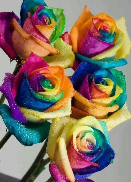Rainbow Roses Pictures, Photos, and Images for Facebook, Tumblr ...
