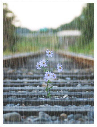 Spring Rain Pictures, Photos, and Images for Facebook, Tumblr ...
