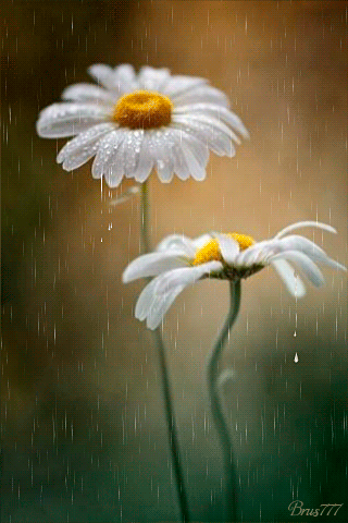 Daisies In The Rain Pictures, Photos, and Images for Facebook, Tumblr ...