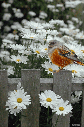 Bird & Spring Daisies Pictures, Photos, and Images for Facebook, Tumblr ...