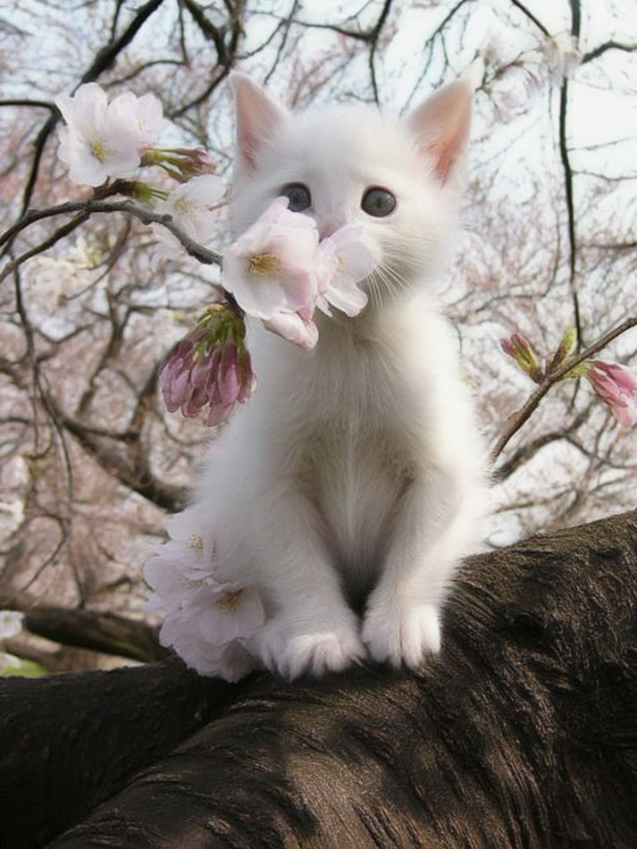 Spring Kitten Pictures, Photos, and Images for Facebook, Tumblr ...