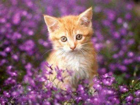 Spring Kitty Pictures, Photos, and Images for Facebook, Tumblr ...