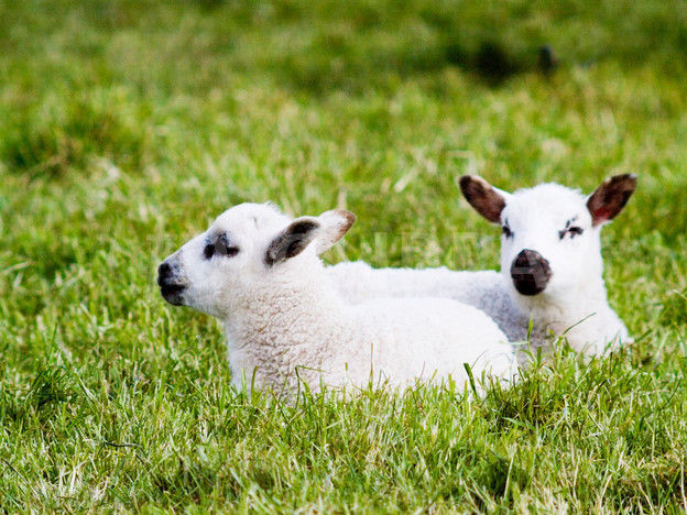 Springtime Lambs Pictures, Photos, and Images for Facebook, Tumblr ...