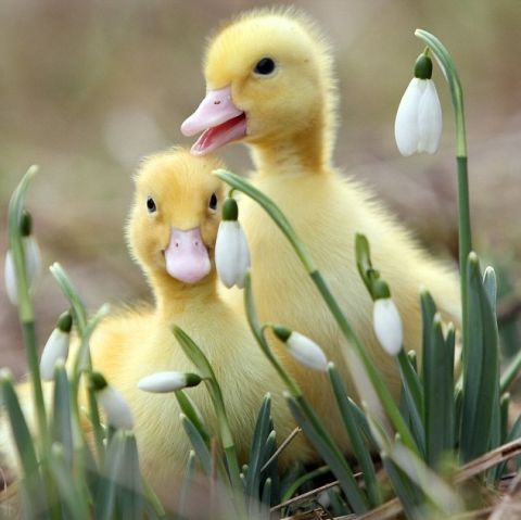 Duck's In Spring Pictures, Photos, and Images for Facebook, Tumblr ...