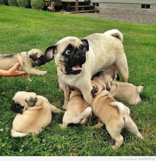 Mother Pug With Panicked Expression Pictures, Photos, and Images for ...