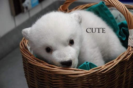 Cute Polar Bear Pictures