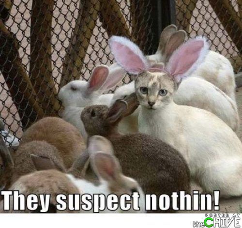 They Suspect Nothing Pictures, Photos, and Images for Facebook, Tumblr ...