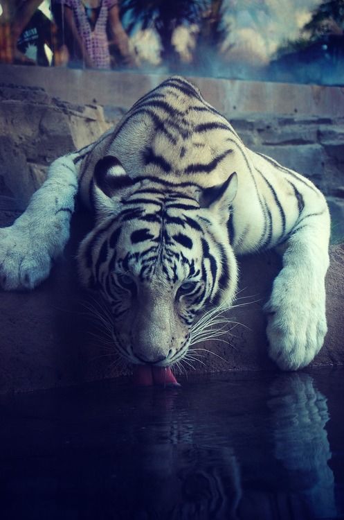 Tiger Drinking Pictures, Photos, and Images for Facebook, Tumblr ...