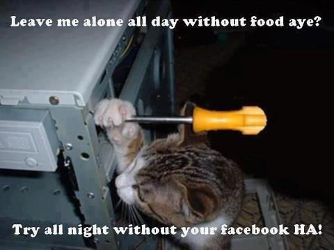 A Cats Revenge Pictures, Photos, and Images for Facebook, Tumblr ...