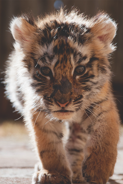 Adorable Cub Pictures, Photos, and Images for Facebook, Tumblr ...