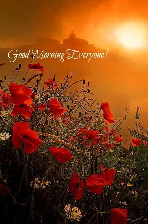 Good Morning Everyone Pictures, Photos, and Images for Facebook, Tumblr ...