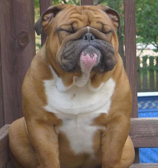 Brown English Bulldogs