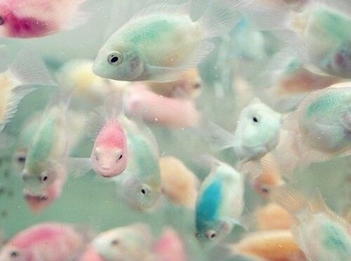 Colorful Fish Pictures, Photos, and Images for Facebook, Tumblr ...