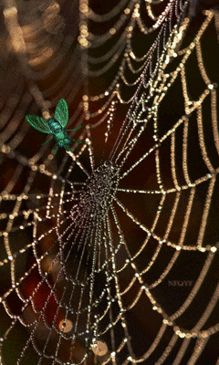Animated Spiderweb Pictures, Photos, and Images for Facebook, Tumblr ...