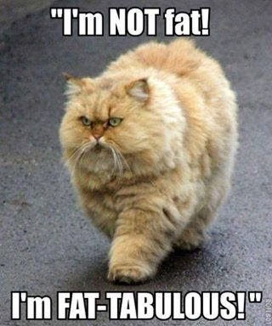 Im Not Fat Pictures, Photos, and Images for Facebook, Tumblr, Pinterest ...