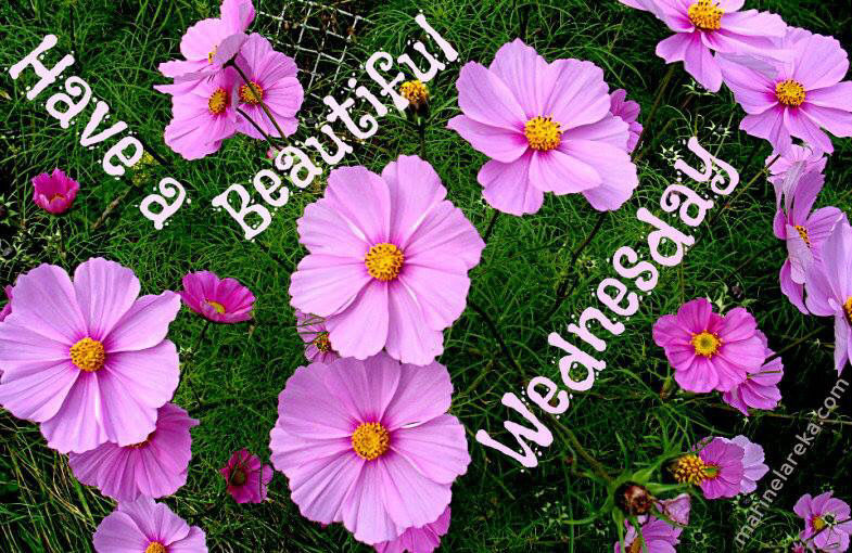 Have A Beautiful Wednesday Pictures, Photos, and Images for Facebook ...