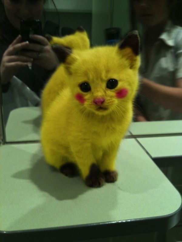 Pikachu Cat Pictures, Photos, and Images for Facebook, Tumblr ...