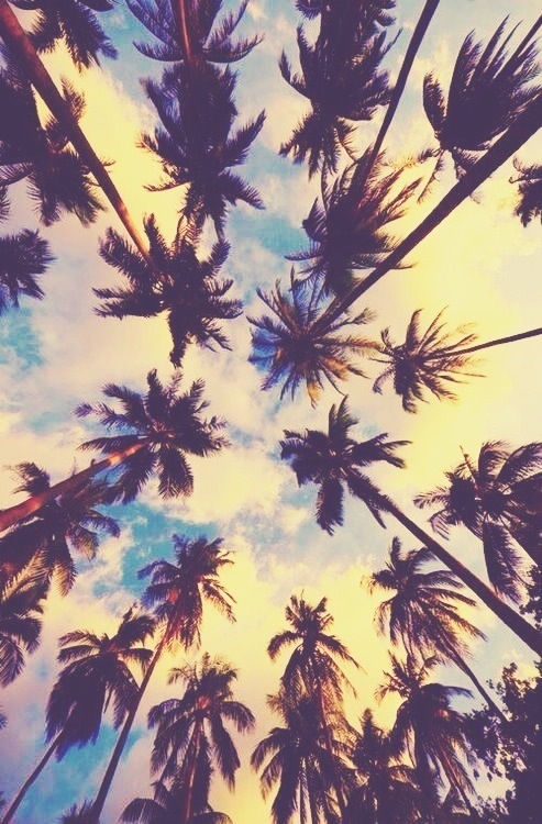 Palm Trees Pictures, Photos, and Images for Facebook, Tumblr, Pinterest ...