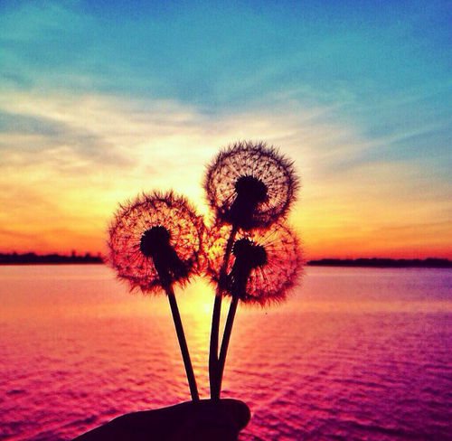 Dandelion Sunset Pictures, Photos, and Images for Facebook, Tumblr ...