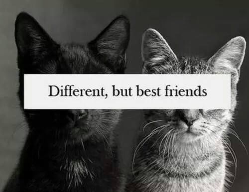 Different But Best Friends Pictures, Photos, and Images for Facebook ...