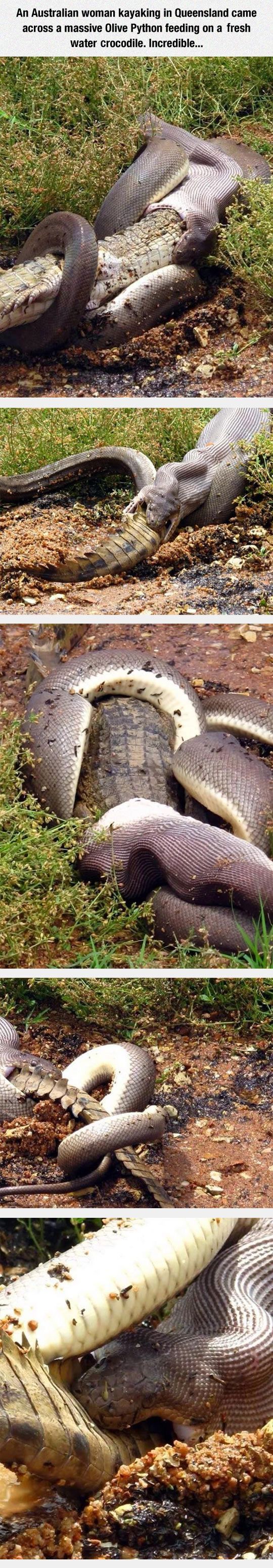 Python Eating A Crocodile Pictures, Photos, and Images for Facebook ...