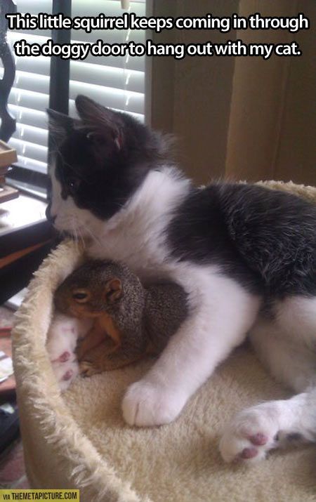 Squirrel And Cat Best Friends Pictures, Photos, and Images for Facebook ...