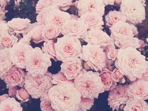 Facebook Cover Photos Pink Roses