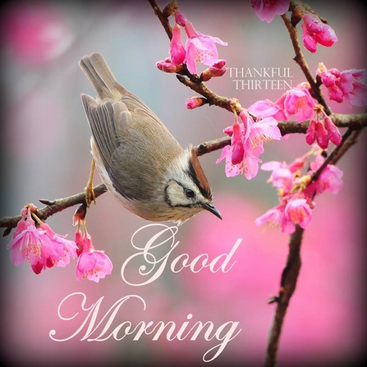 Beautiful Good Morning Quote Pictures, Photos, and Images for Facebook ...