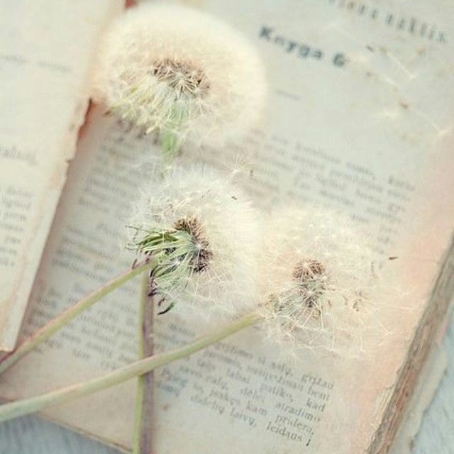 Dandelions Pictures, Photos, and Images for Facebook, Tumblr, Pinterest ...