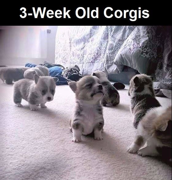 3 Week Old Corgis Pictures, Photos, and Images for Facebook, Tumblr ...