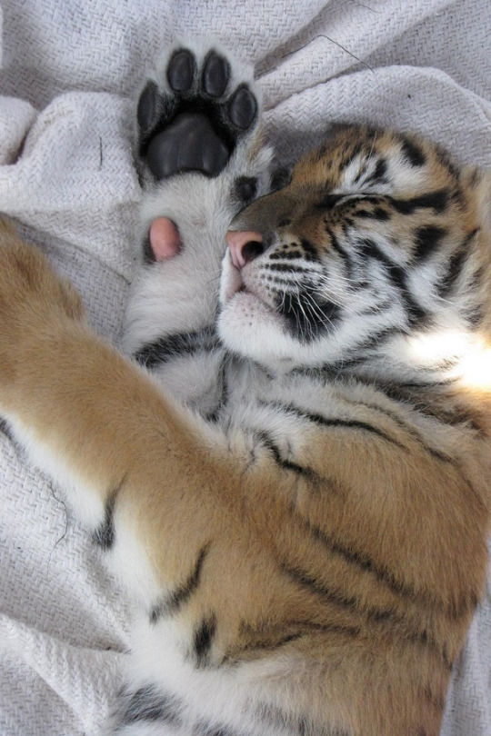 Sleeping Cub Pictures, Photos, and Images for Facebook, Tumblr ...