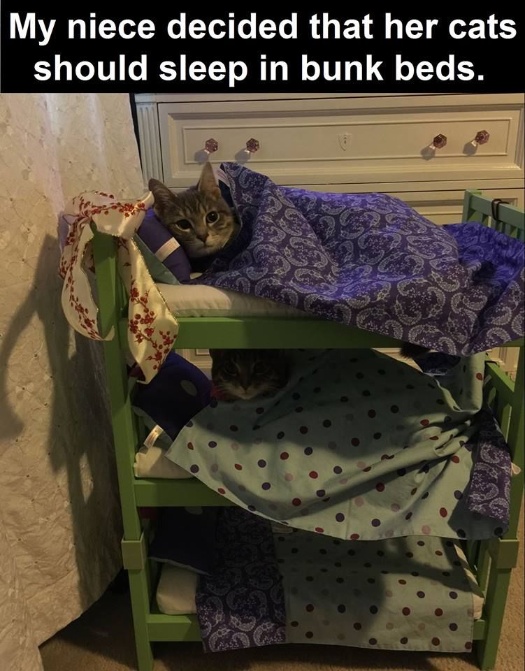 Funny Bunk Bed Memes