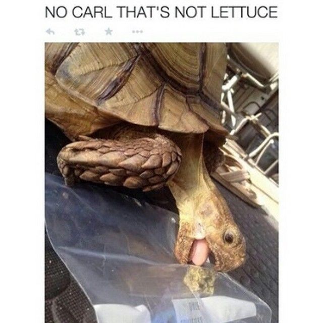 No Carl That's Not Lettuce Pictures, Photos, and Images for Facebook ...