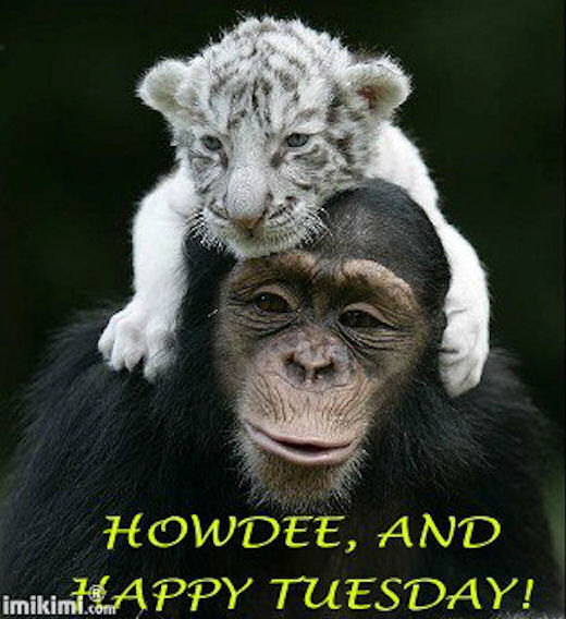 Howdee Happy Tuesday Pictures, Photos, and Images for Facebook, Tumblr ...
