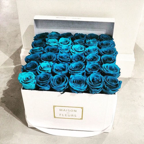 Blue Roses Tumblr