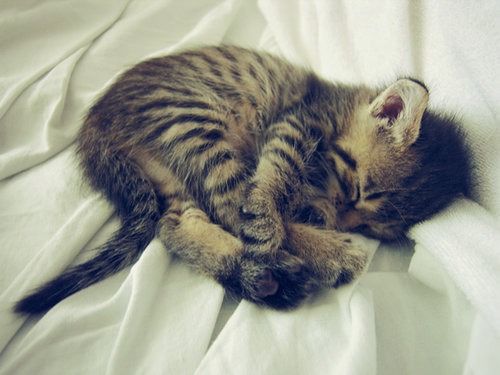 Sleepy Kitten Pictures, Photos, and Images for Facebook, Tumblr ...
