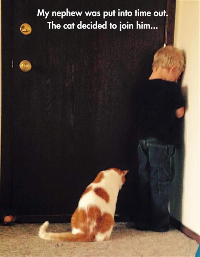 My Nephew Was Put In Time Out The Cat Decided To Join Hom Pictures ...